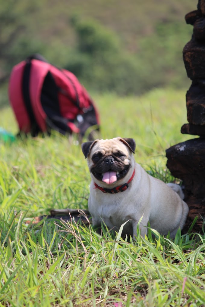 Tuffy Kennels & Boarding | Dog Boarding, Kennels, and Puppies for Sale